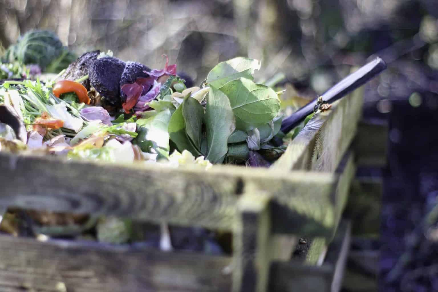 An Easy Beginner’s Guide To Growing Kale - Gentle World