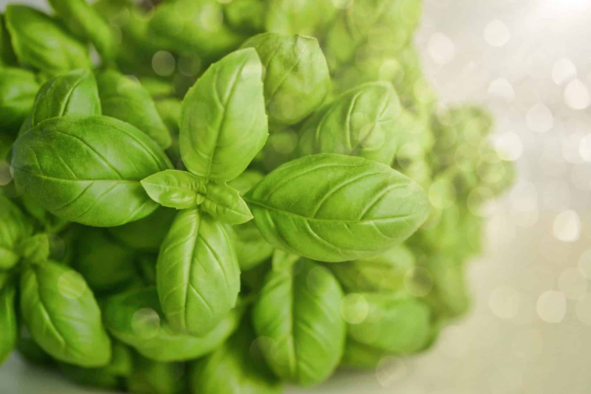 Basil Health Benefits Gentle World Basil Health Benefits Gentle World
