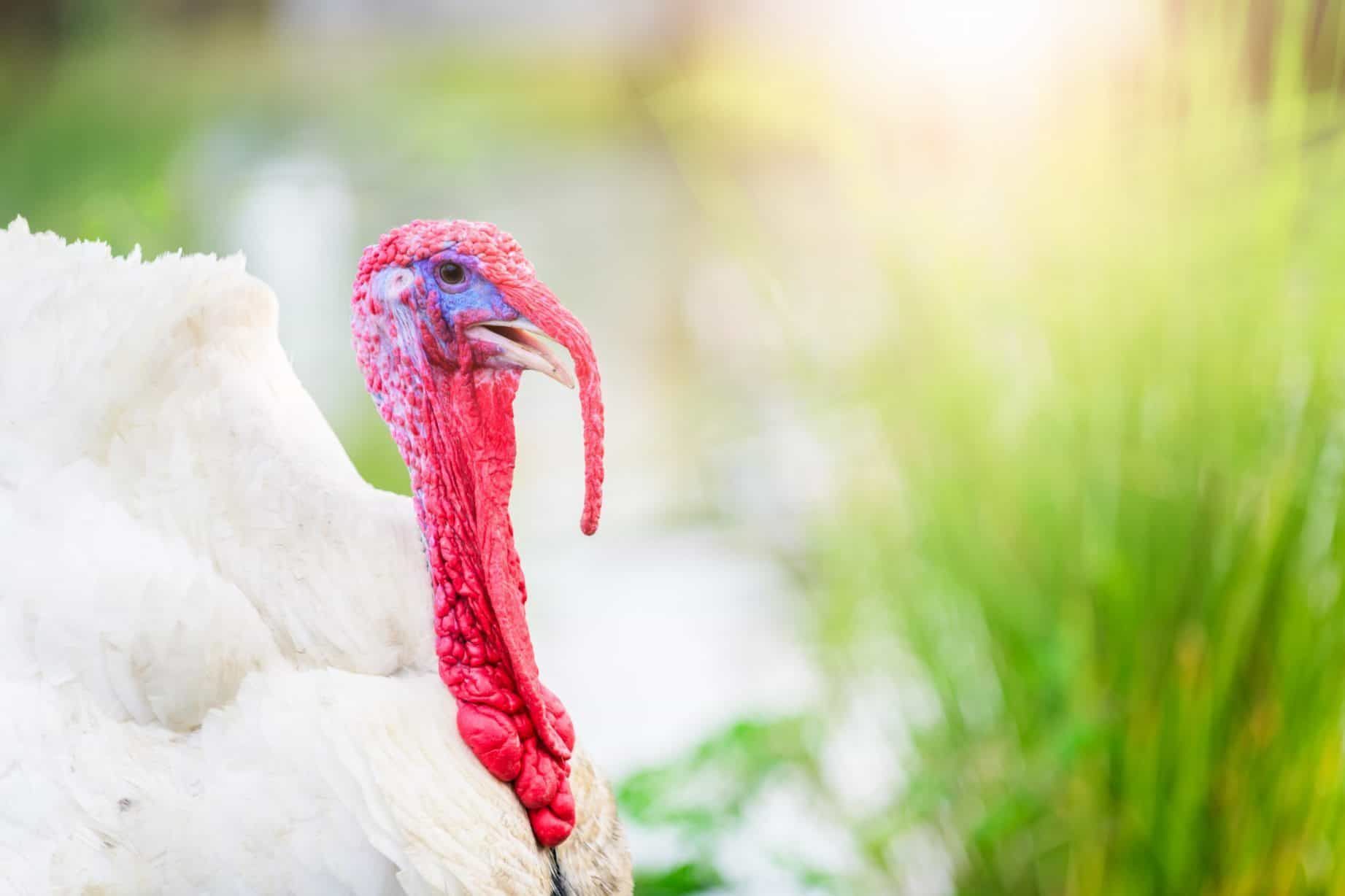 10 Things You Should Know About Free-Range Turkeys - Gentle World