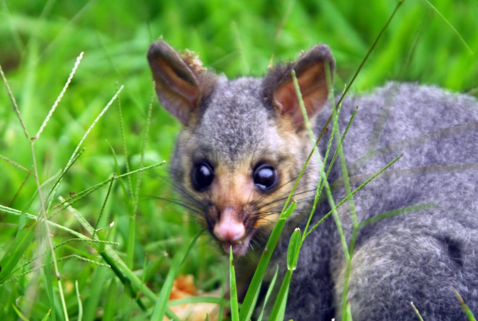 Farming With Possums - Gentle World