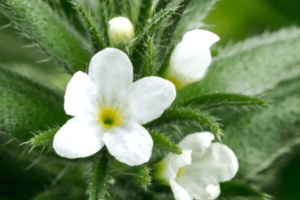 10 Protein-Packed Plants - Gentle World